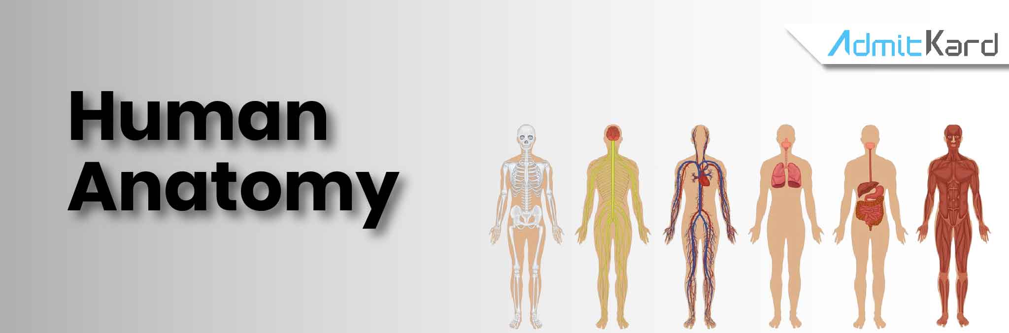 Human Anatomy - Top Universities - AdmitKard-Blog